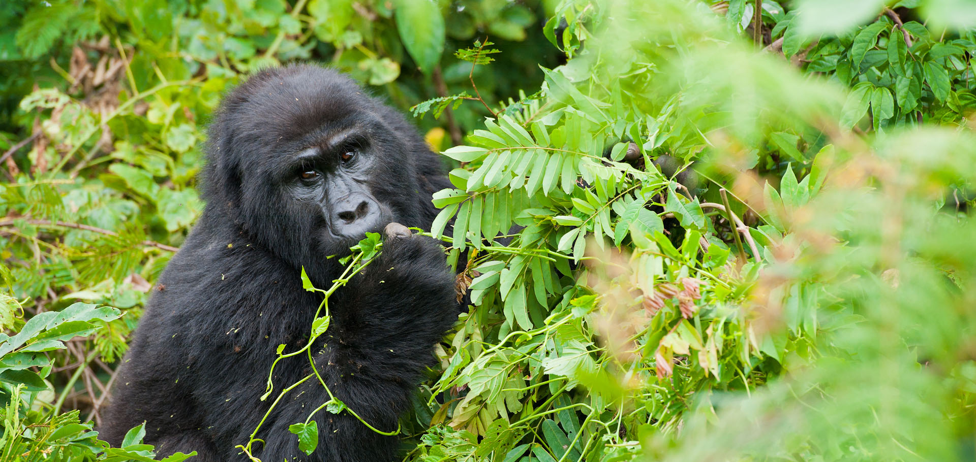 Mishaya Gorilla Family | Trekking in Bwindi, Uganda