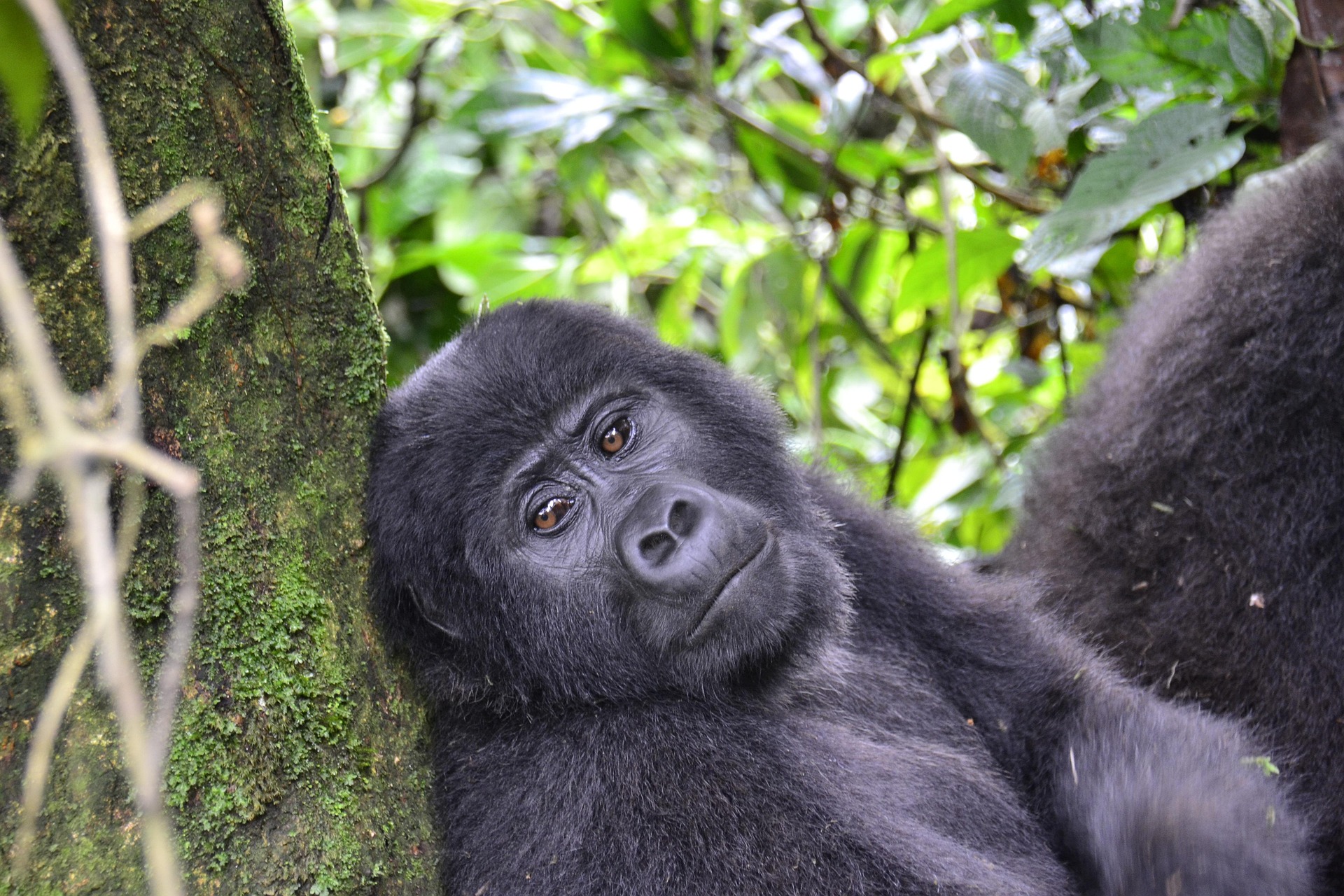 Gorilla Vocalizations | Decoding Their Communication
