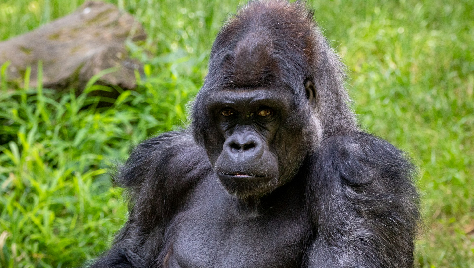 Eastern Gorilla Species | The Gentle Giants of Africa