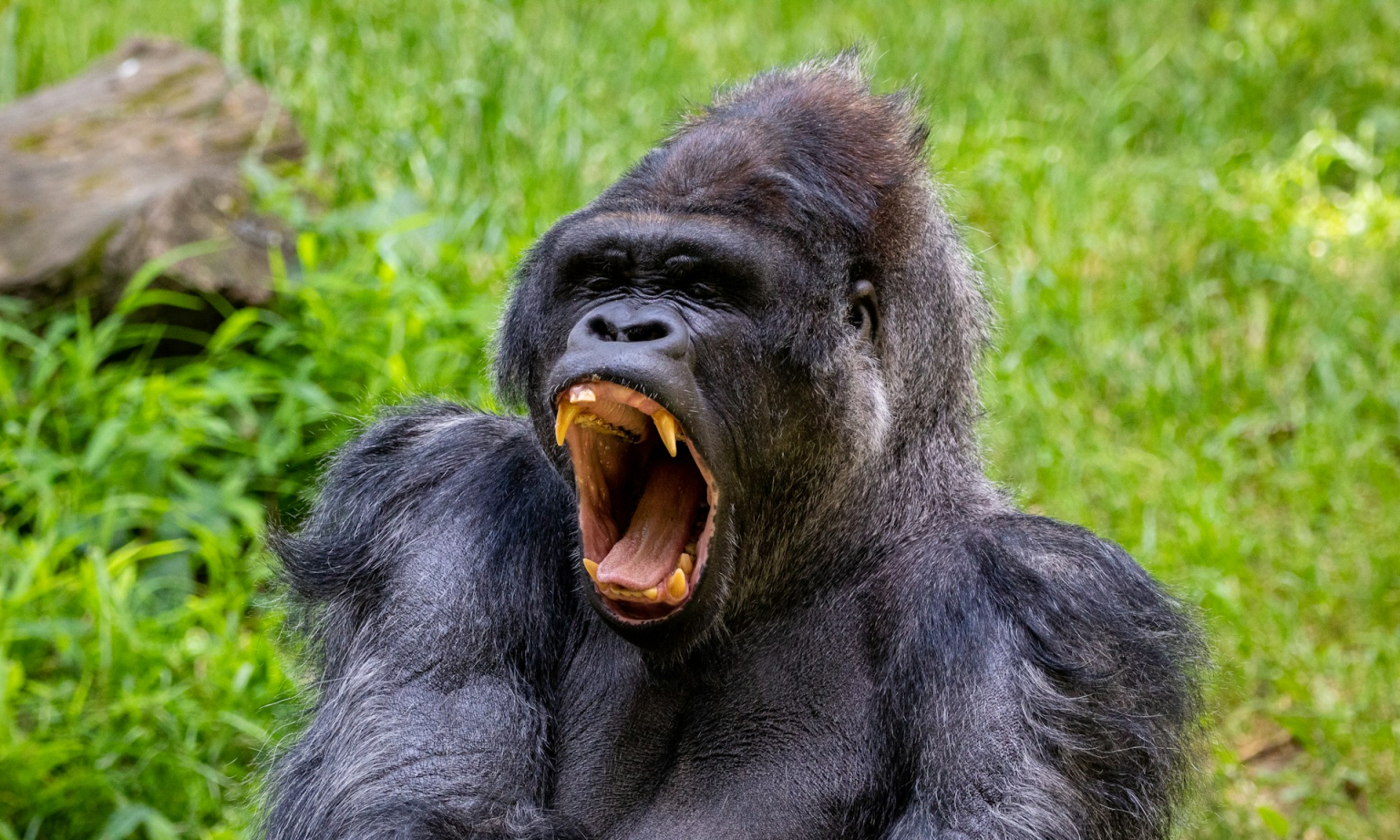 Eastern Gorilla Species | The Gentle Giants of Africa