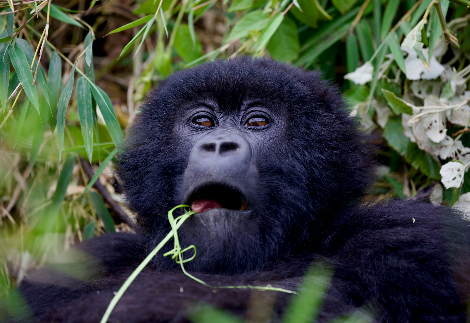 Why Avoid Eye Contact with Gorillas? See Reasons
