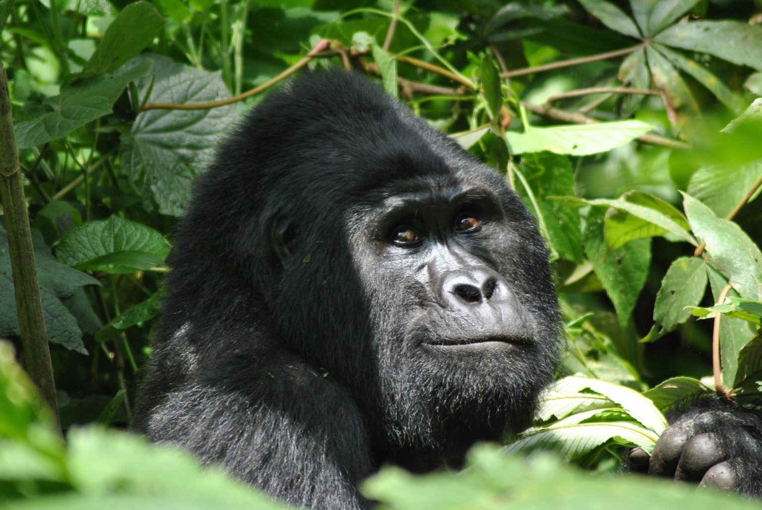 Why Do Silverback Gorillas Fight? Causes & Insights