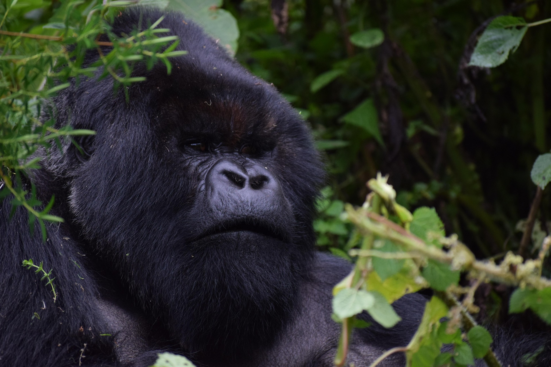 Mountain Gorilla Habitat | Natural Environment Overview