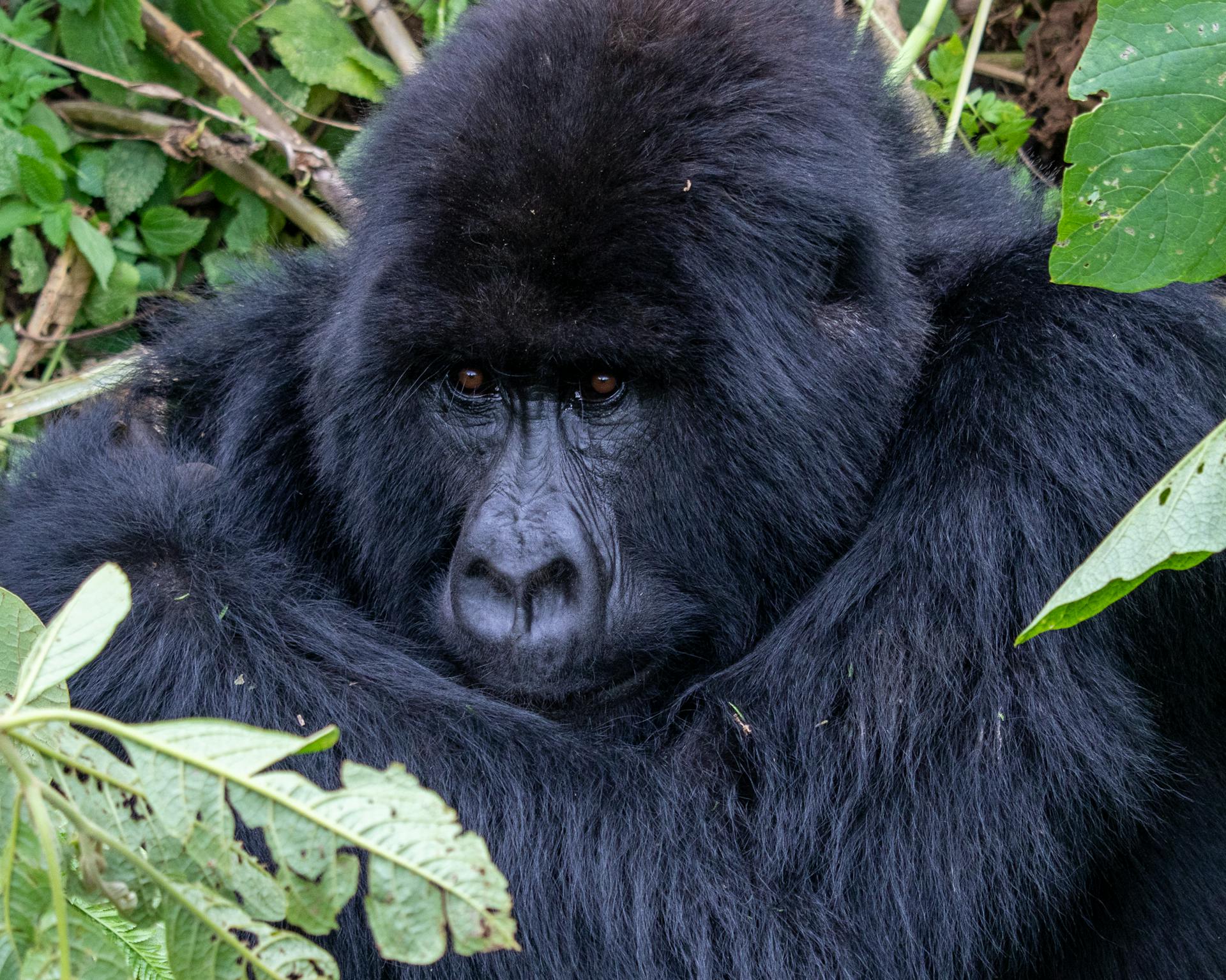 Are Gorillas Friendly? Insights into Their Behavior