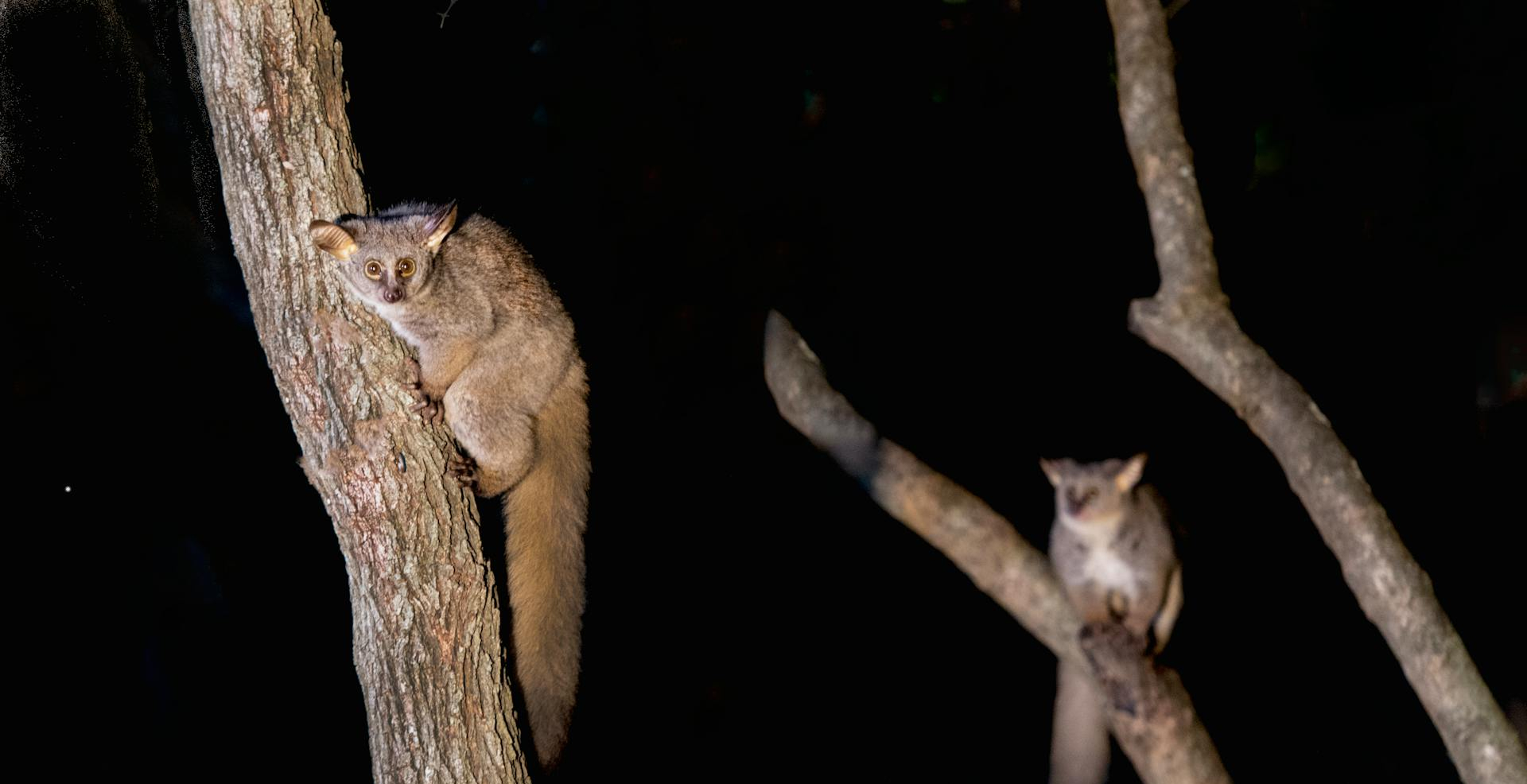Bush Babies in Bwindi | Nocturnal Primates of the Forest