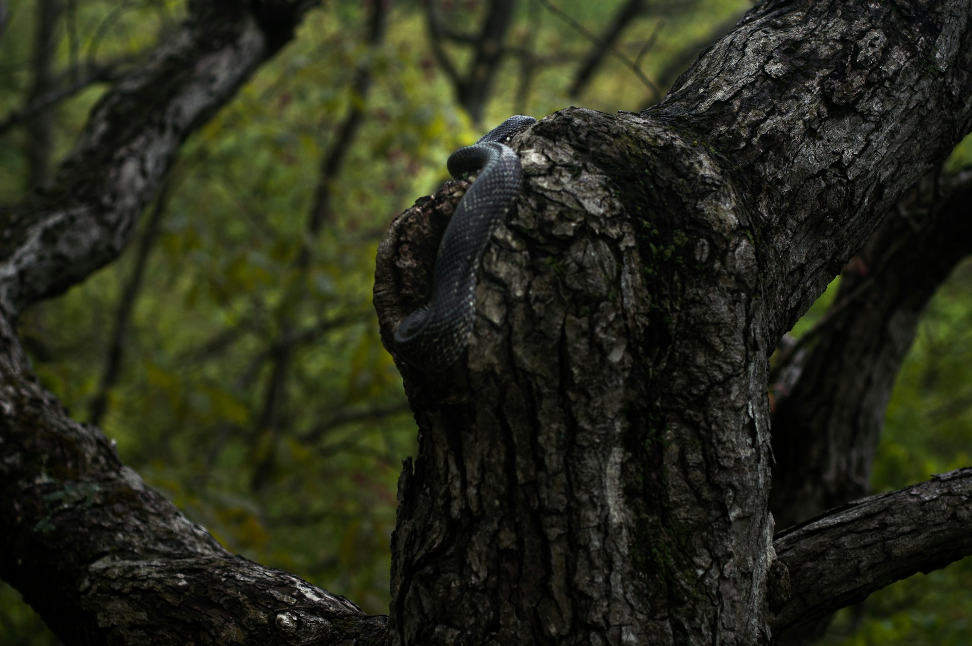 Snakes in Bwindi Impenetrable National Park